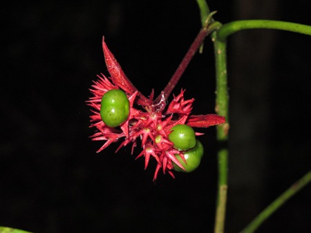 Urban Forest: Back in CCNR and wet again